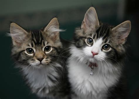 Cats Pets And Coronavirus What You Need To Know ITV News