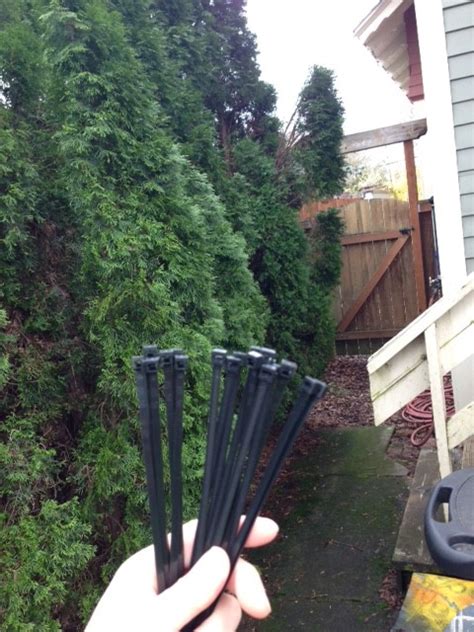 Cable Tie Sex Pictures Pass Cable Tie Sex Pictures Pass