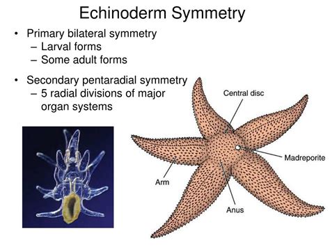 Ppt Phylum Echinodermata Powerpoint Presentation Free Download Id1325851