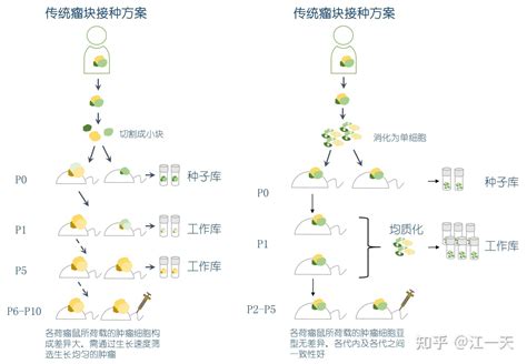 创模生物iPDX人源肿瘤异体移植模型平台 知乎