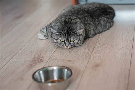 Eet Uw Kat Slecht Kattenspeciaalzaak 4cats