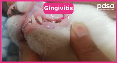 Cat Gingivitis Stages