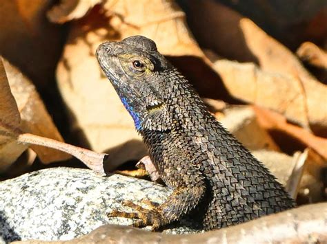 Western Fence Lizard Photo Of The Day San Diego Ca Patch