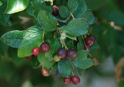 Cotoneaster Lucidus Landscape Plants Oregon State University