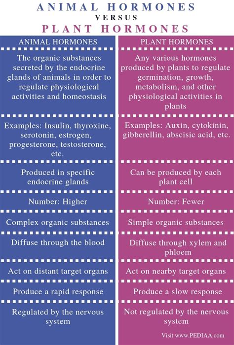 動物ホルモン どうぶつホルモン Japanese English Dictionary Japaneseclassjp