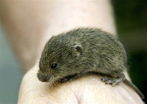 Meadow Vole Ontario