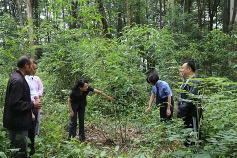 宜宾市翠屏区法院：补植复绿“双验制” 生态修复绣河山澎湃号·政务澎湃新闻 The Paper