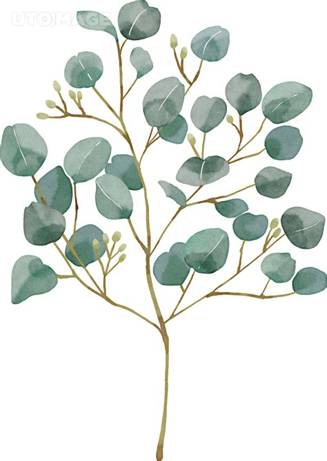 수채화 유칼립투스 잎 청첩장 배너 포스터 디자인요소6 유토이미지 상세페이지 베이직샵 일러스트 21657021