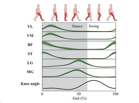 Figure Muscle Activity Profiles And Knee Angle Profiles During The Gait Download Scientific