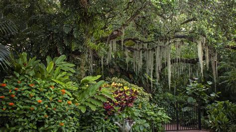 Tropical Hardwood Hammock Pinecrest Gardens