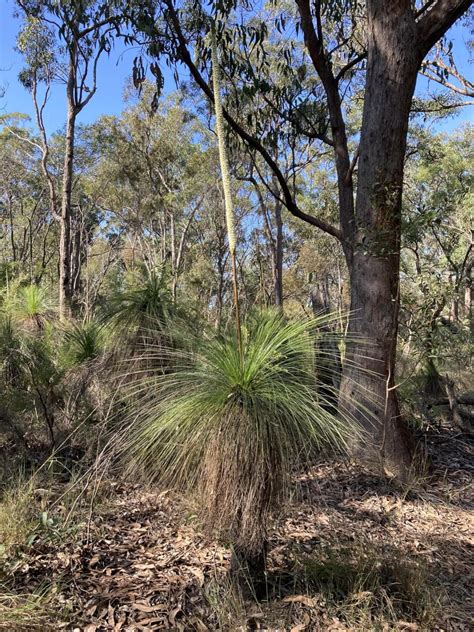 Xanthorrhoea Johnsonii”forest Grass Tree” Paten Park Native Nursery