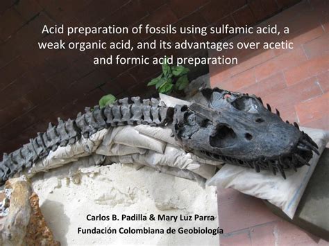 Pdf Acid Preparation Of Fossils Using Sulfamic A Dokumentips