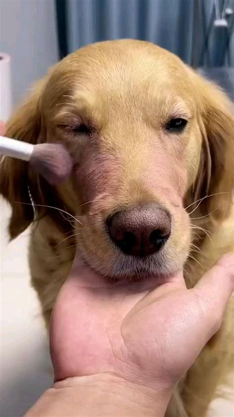 Creative Owner Lol Funny Animals Cute Dogs Funny Dogs