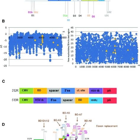 In Silico Analysis Of Hiv Splicing And Splice Site Target Determination