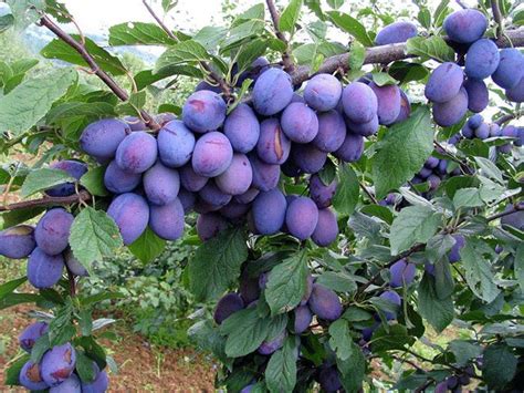 Чачанска родна сорт слива Лицензиран овощен разсадник Иван Димов Варна