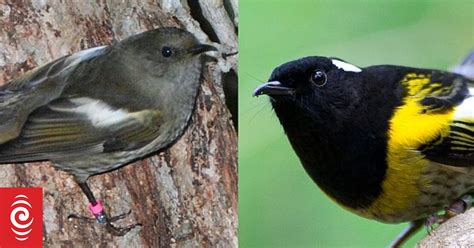 Birds Feather Colour And Sex Rnz News
