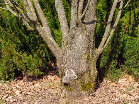A Tree Trunk At The Root Among Thuja Bushes And Fallen Leaves Stock