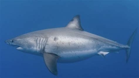 Sharkies Otd On Twitter Sorry I Keep Posting The Angular Sharkies Otd On Twitter Sorry I Keep Posting The Angular