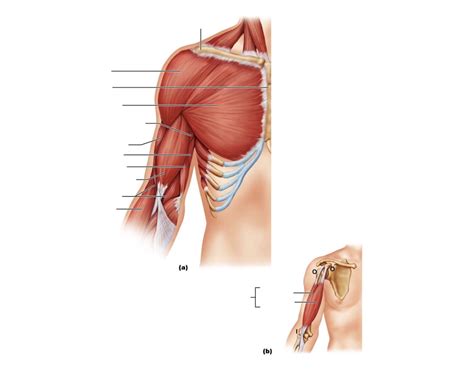 Muscles Crossing The Shoulder And Elbow Joints A Quiz