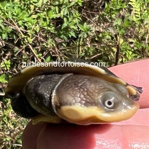 Guyanan Toad Headed Turtles Mesoclemmys Nasuta Cb 2024 Irregular