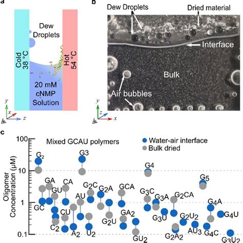 Rna Pol Ii Elongation Complex And Nucleotide Addition Cycle A Download Scientific Diagram