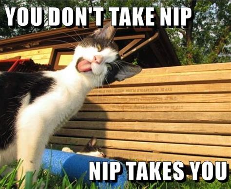 Talk To Your Cats About Safe Catnip Use Today Lolcats Lol Cat