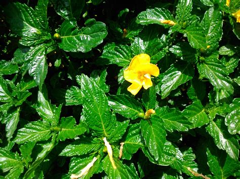 弗洛尔 Flor Amarilla Pixabay上的免费照片 Pixabay