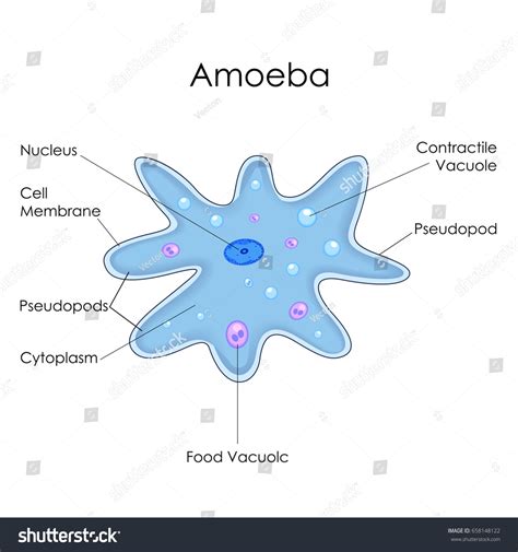 Education Chart Biology Amoeba Diagram Vector庫存向量圖（免版稅）658148122