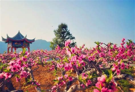 花开成海美如画禄丰土官十里桃花醉春风 禄丰市人民政府网站
