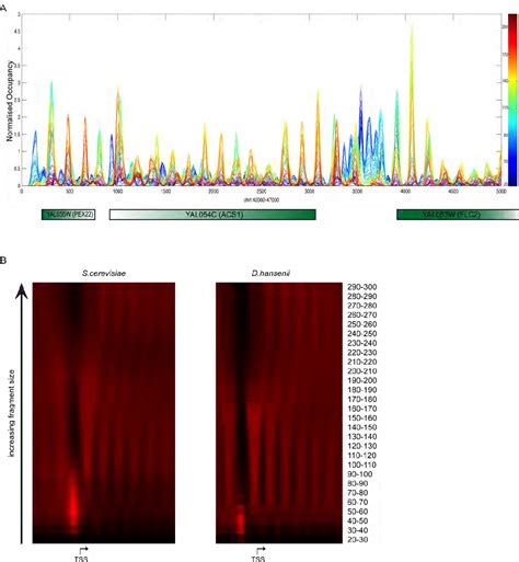 Figure Iv From Dissecting Cis And Trans Determinants Of Nucleosome Positioning A Dissertation