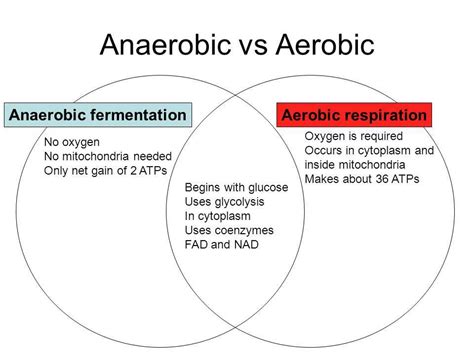 Aerobic Vs Anaerobic Respiration Exploring The Differences With A Venn