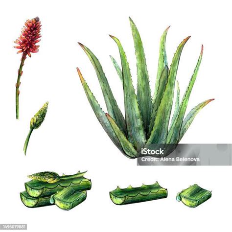 알로에 베라 식물의 수채화 식물 그림은 흰색 바탕에 나뭇잎 꽃 꽃 잘게 잘린 잎이 있다 일러스트레이션 스티커 카드 스크랩북에