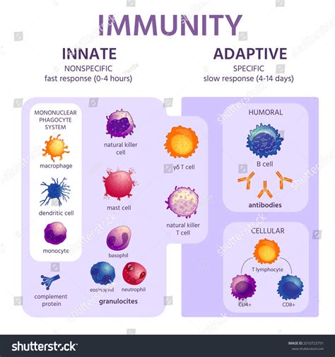 1 693 Types Of Immunity Stock Vectors Images And Vector Art Shutterstock