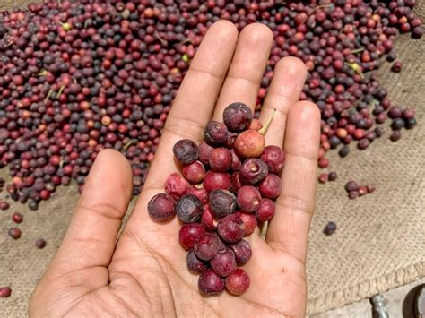 Phalsa Nutrition Benefits And Precautions Healthifyme