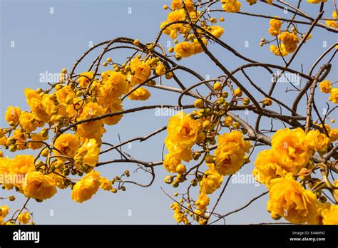 Cochlospermum Regium Also Known As Yellow Cotton Tree In Thailand Stock Photo Alamy
