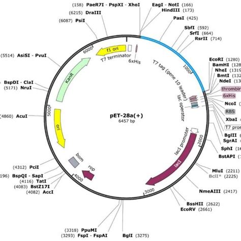 The Designed Plasmid Map For The Proposed Vaccine Construct By Using Download Scientific