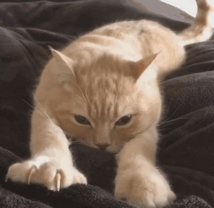 猫咪喜欢在你身上踩来踩去其实它们想要表达这些意思 知乎
