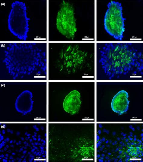 Validation Of Mouse Pancreatic Islets Right After Isolation By Download Scientific Diagram