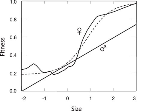 Fitness Functions Of Male And Female Reproductives As A Function Of