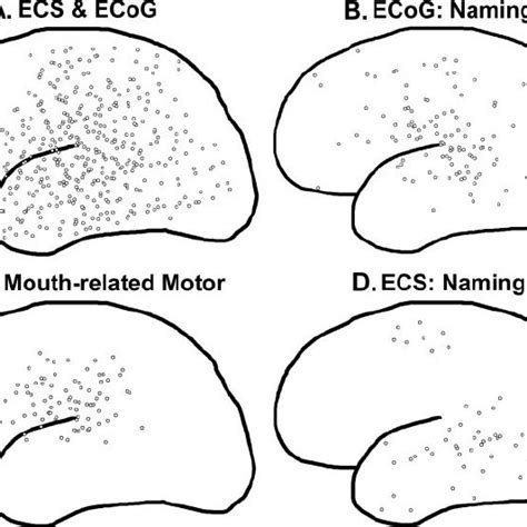 Spatial Distribution Of Ecog And Ecs Maps From All 13 Patients In Download Scientific Diagram