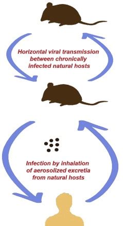 Hantavirus Dobravahantaan Iggigm Elisa Kit Deia595 Creative