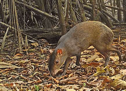 The Wild Dance Of The Paca A Disappearing Species Ballena Tales