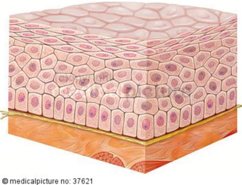 Epithelial Tissue DocCheck