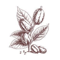 Cocoa Tree Vector Images Over