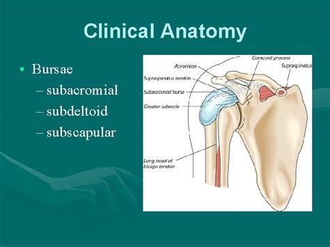Physical Examination Of The Upper Extremities By Abdullah