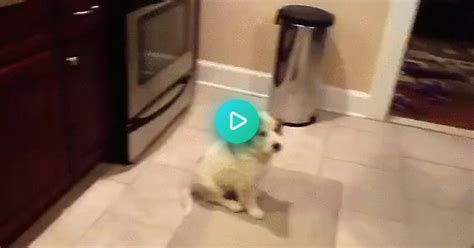Learning How To Fetch  On Imgur