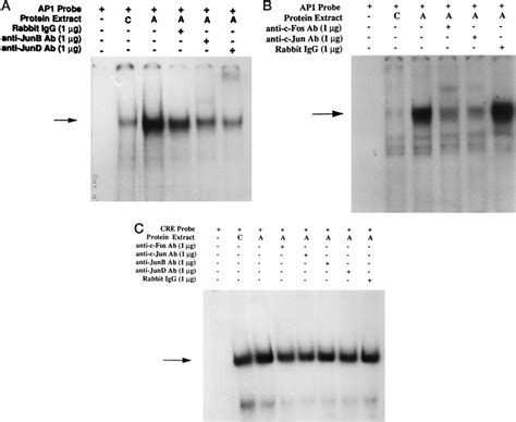 Super Shift Of The Inducible Th Ap1 Complex In The Presence Of Download Scientific Diagram