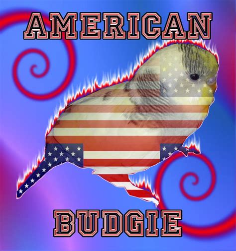 American Budgie By Hexighost On Deviantart