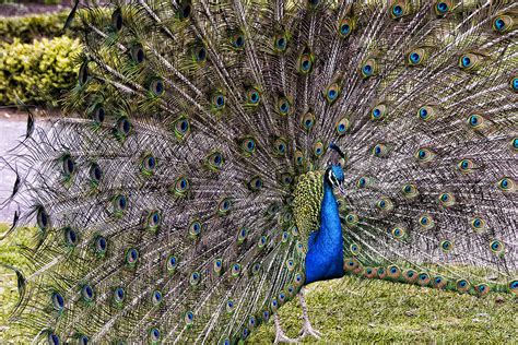 Proud Peacock At Leeds Castle Photograph By Jon Berghoff Fine Art America
