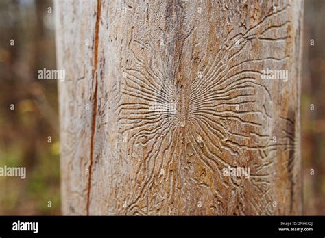 Freakish Traces Of Bug Bark Beetle Into Tree Dried Tree In Forest